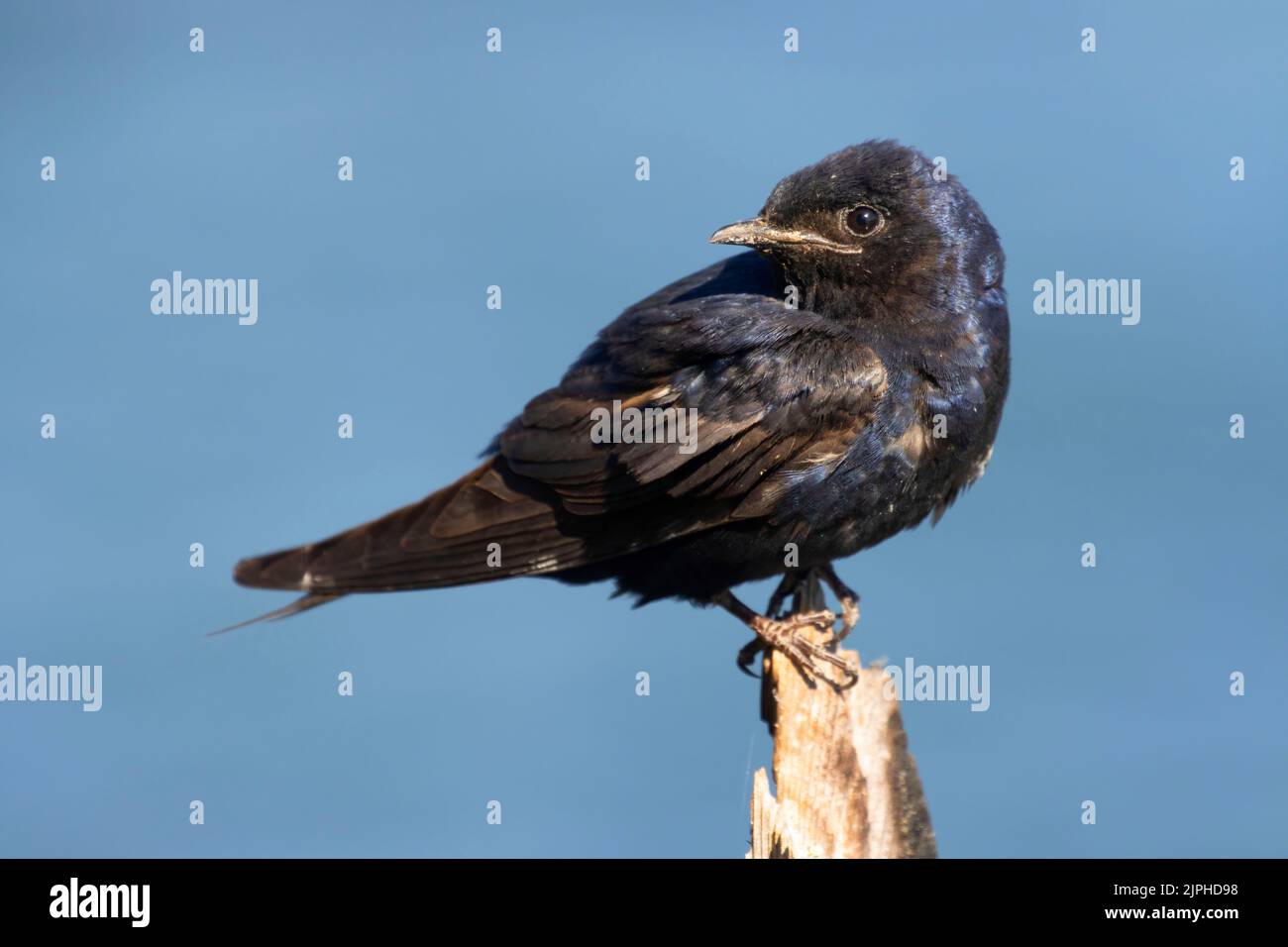 Purple Martin (Progne subis), Old Town Park, Florence, Oregon Stock ...