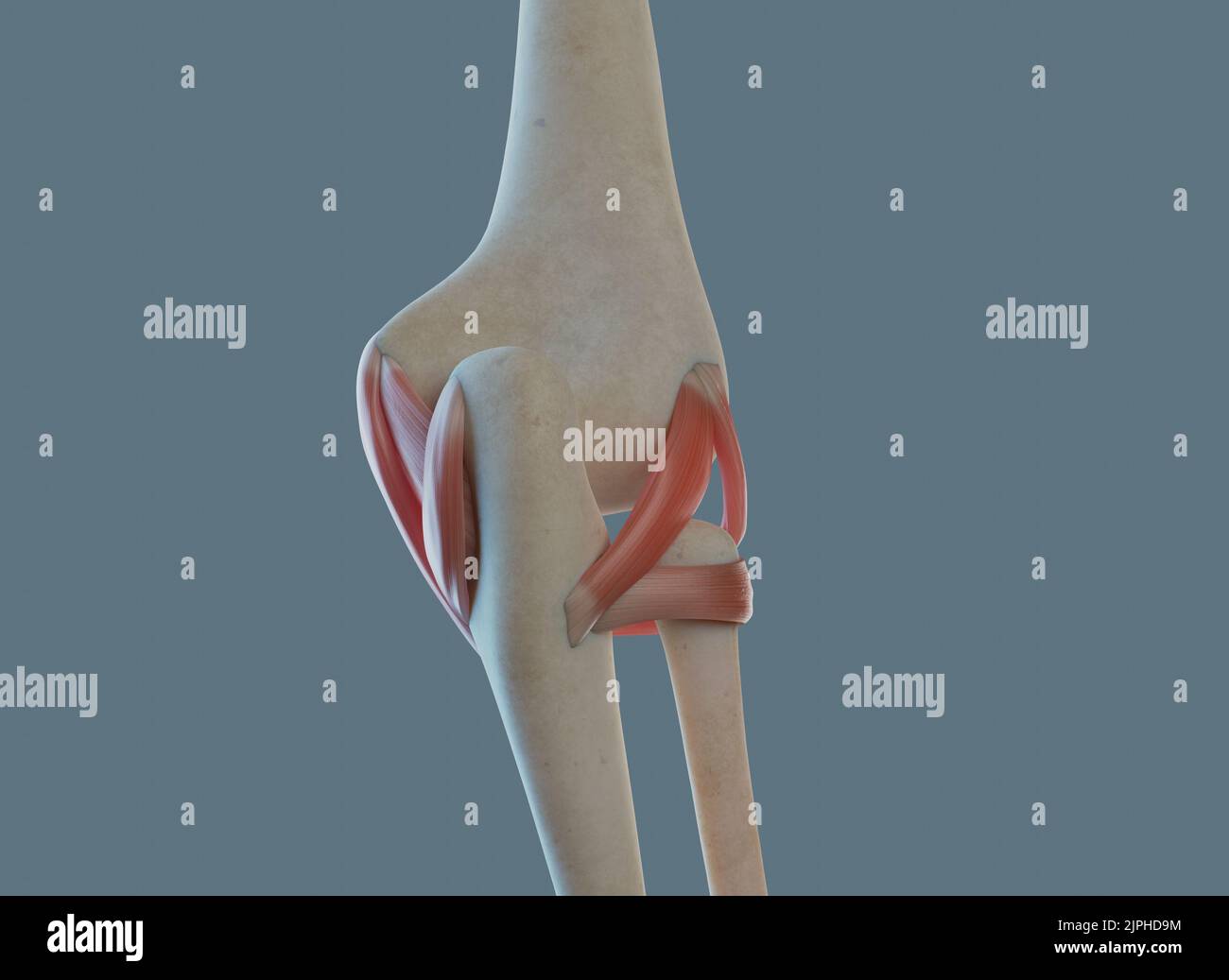 Elbow joint anatomy, including ligaments and bones. Posterior view ...