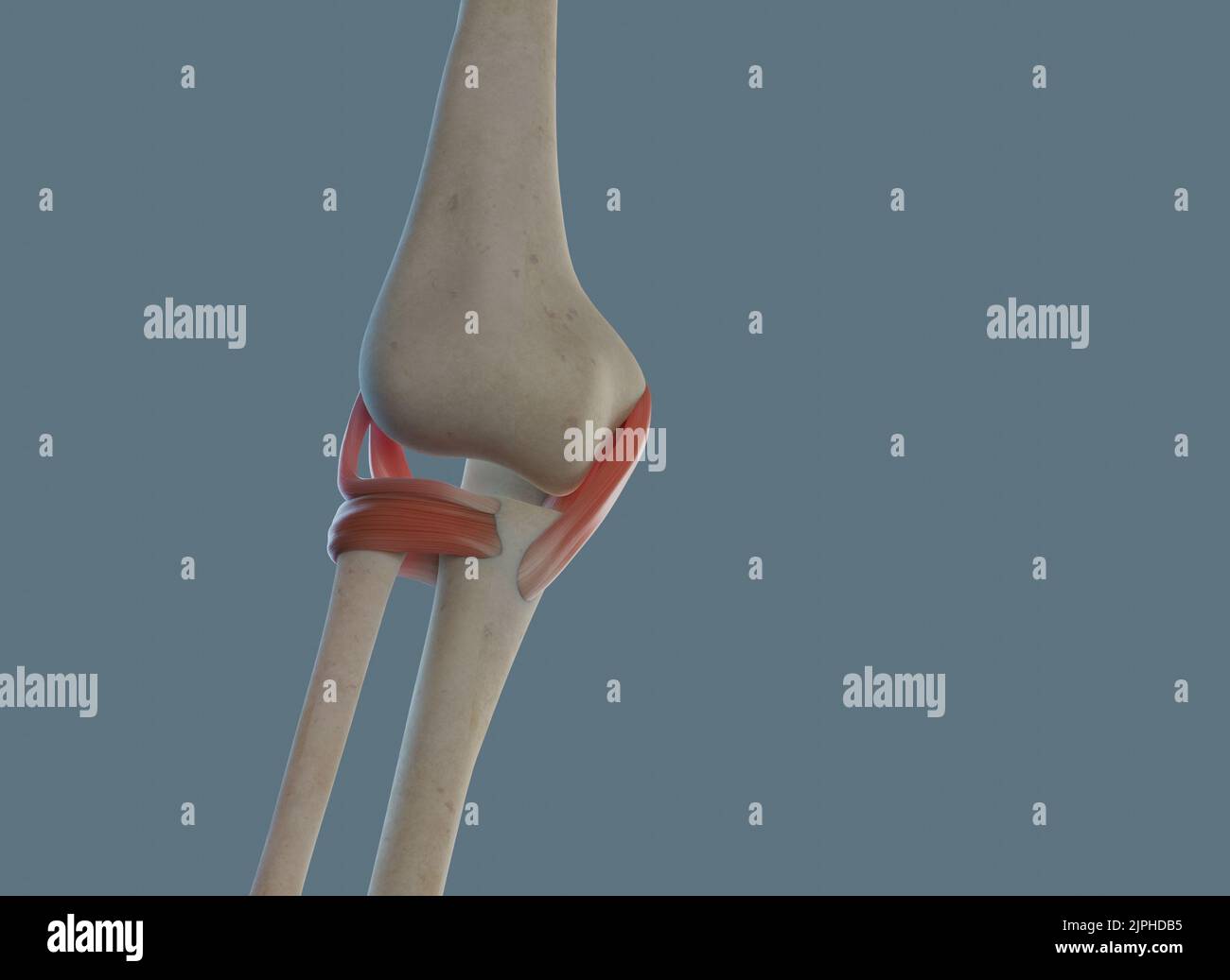 Elbow joint anatomy, including ligaments and bones. Anterior view Stock ...