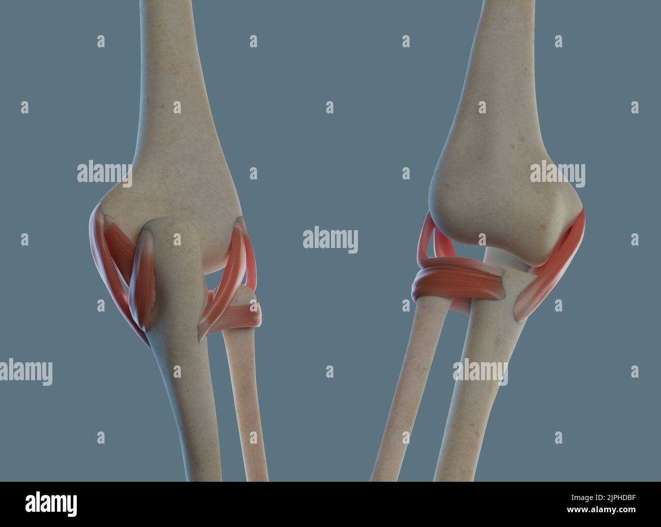 Elbow joint anatomy, including ligaments and bones Stock Photo - Alamy