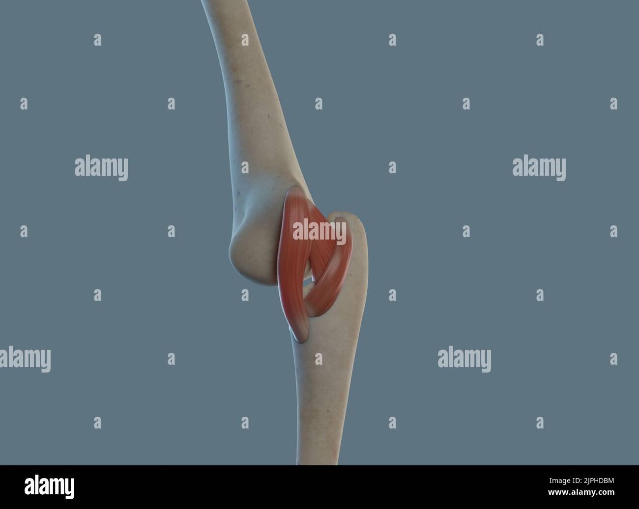 Elbow joint anatomy, including ligaments and bones Stock Photo - Alamy