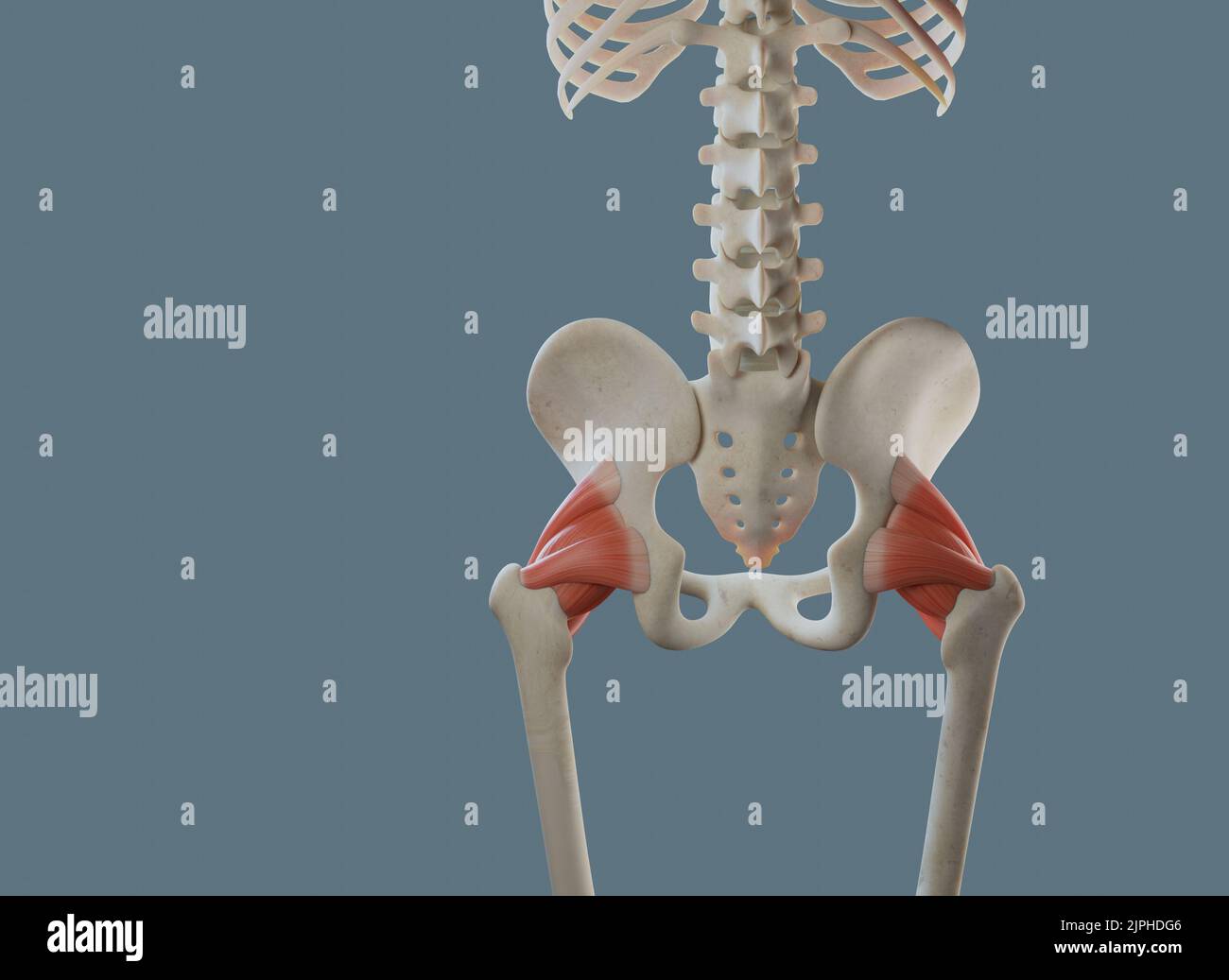 Hip joint anatomy, including ligaments and bones. Posterior view Stock ...