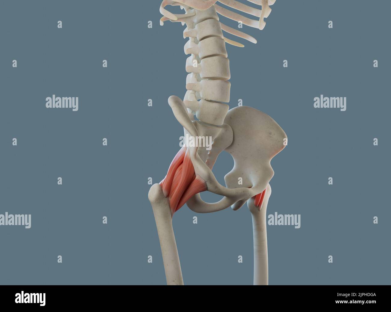 Hip joint anatomy, including ligaments and muscle attachments Stock ...