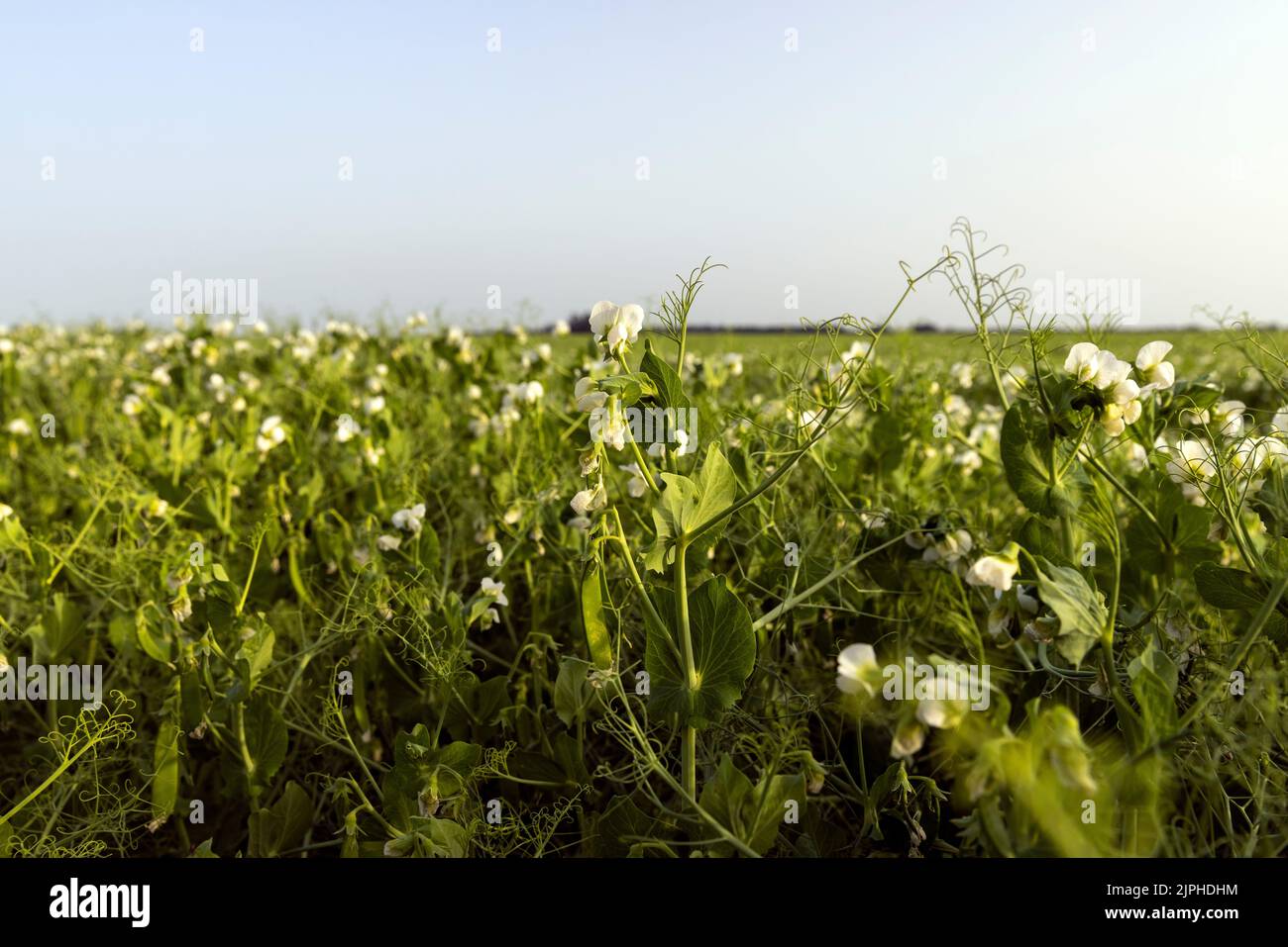 An agricultural field where green peas grow during flowering, a large ...