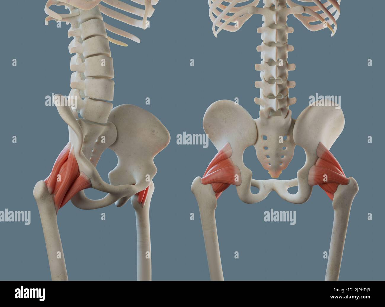 Hip joint anatomy, including ligaments and muscle attachments. Multiple ...