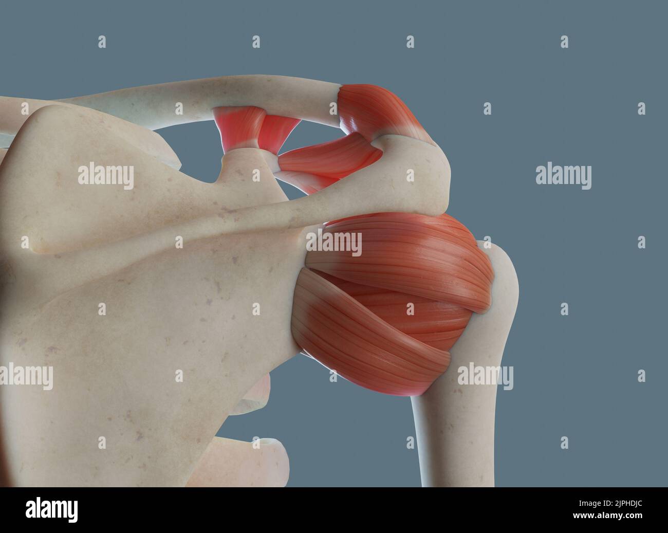 Human shoulder joint anatomy. Rotator cuff ligaments and bone ...