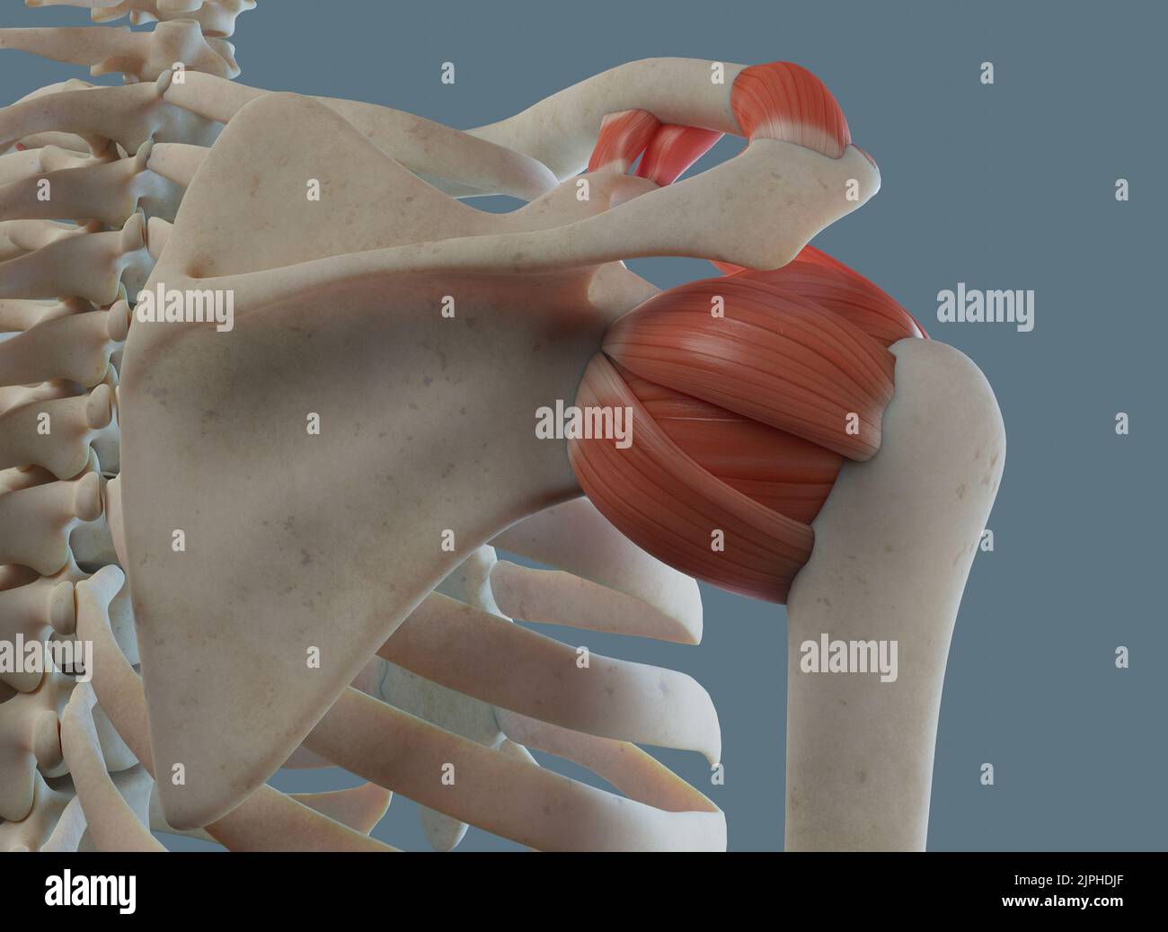 Human shoulder joint anatomy. Rotator cuff ligaments and bone ...