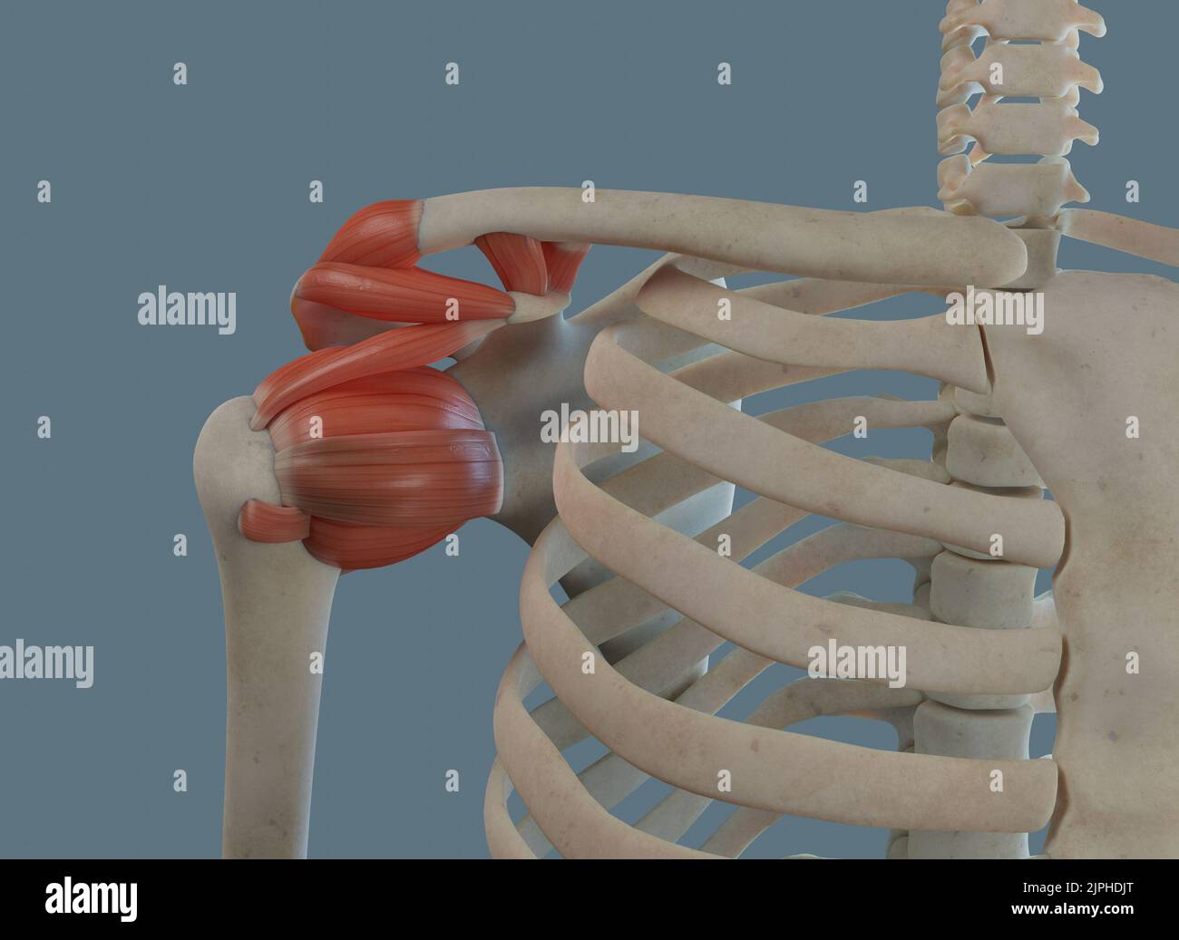 Human shoulder joint anatomy. Rotator cuff ligaments and bone ...