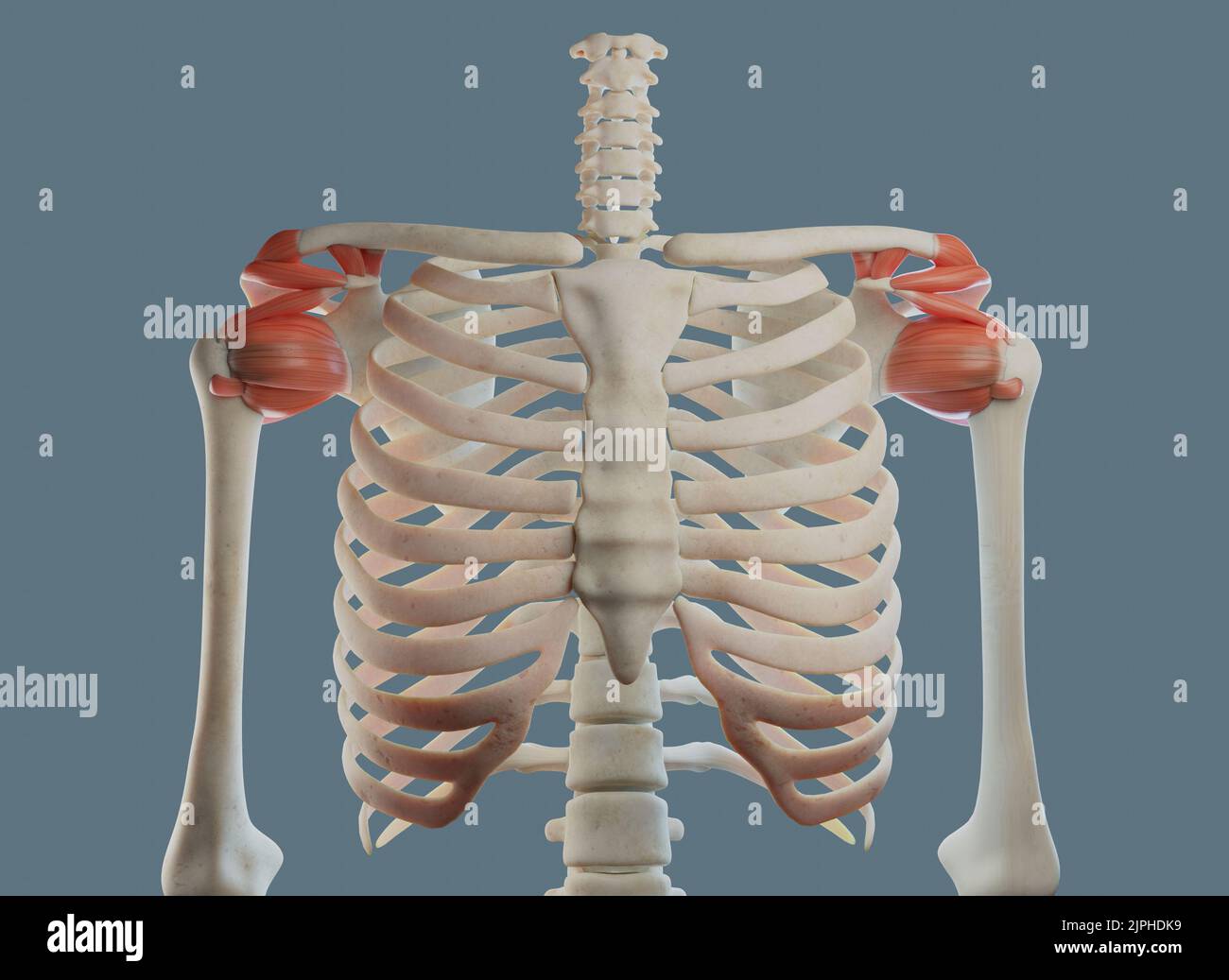Human shoulder joint anatomy. Rotator cuff ligaments and bone ...