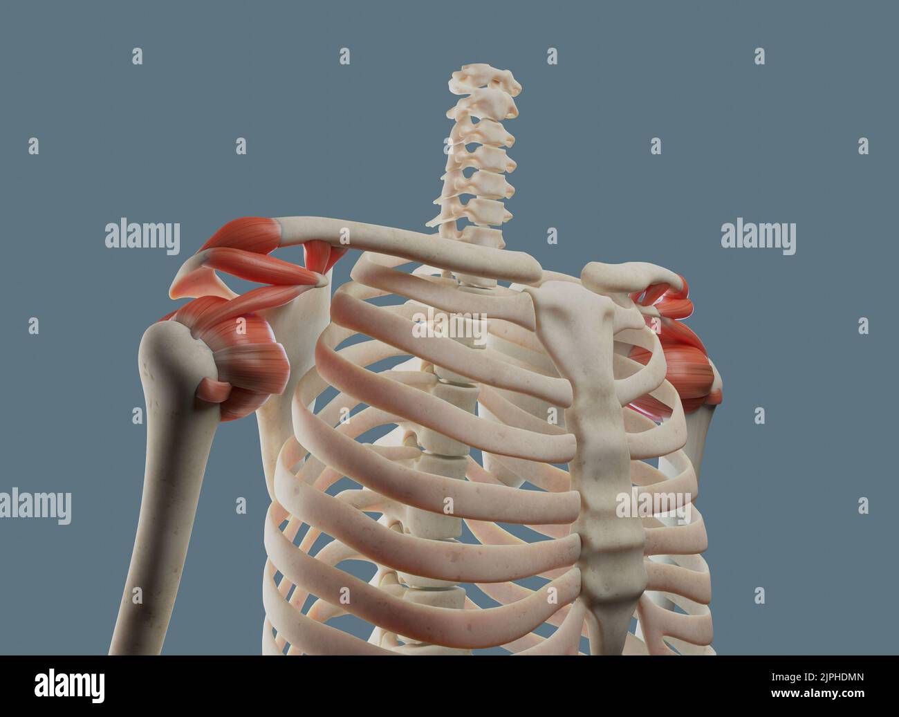 Human shoulder joint anatomy. Rotator cuff ligaments and bone ...