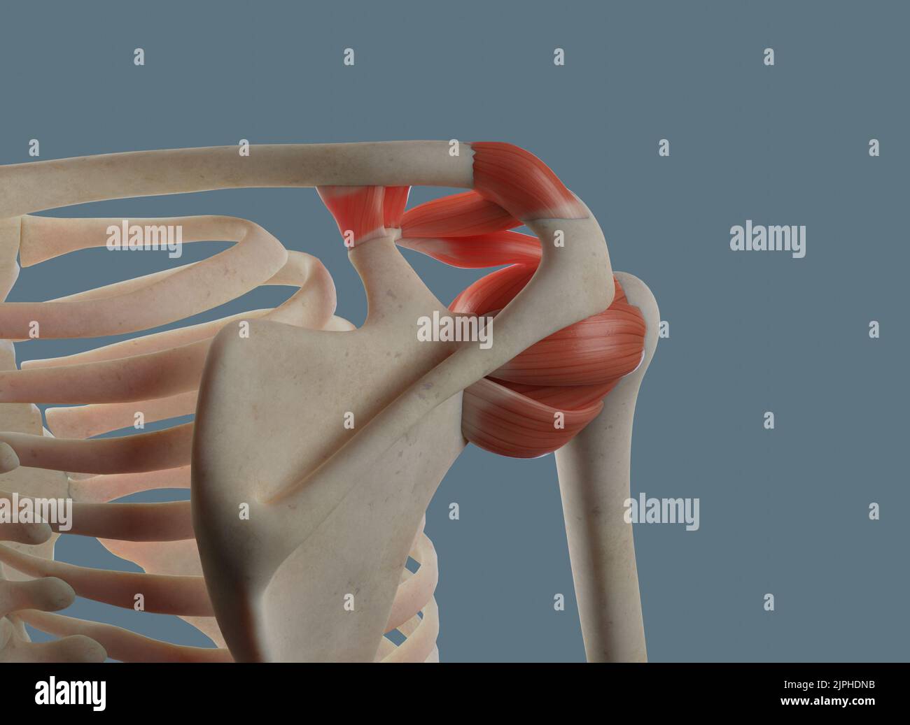 Human shoulder joint anatomy. Rotator cuff ligaments and bone ...