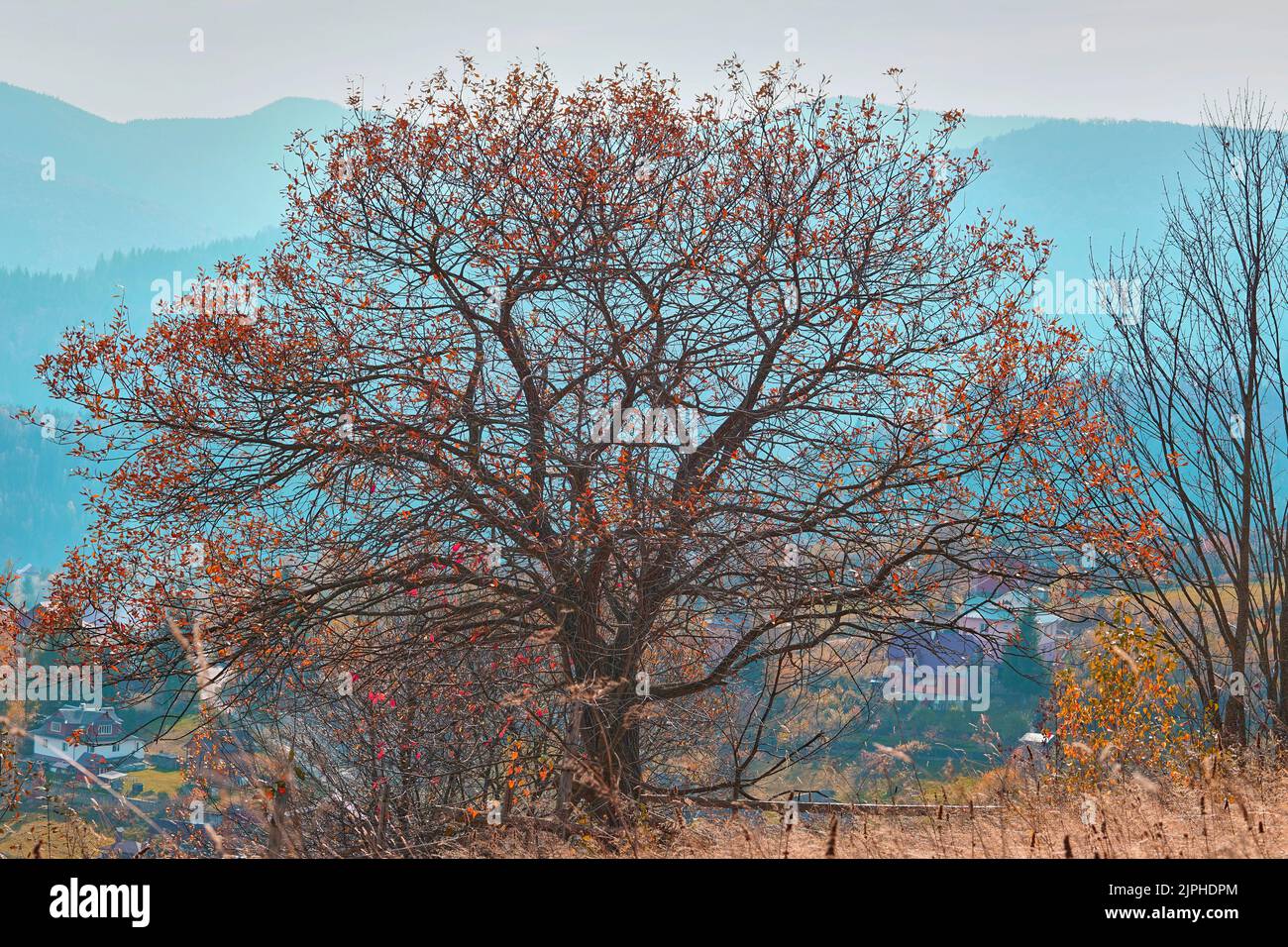 Beautiful autumn tree over the village and mountains in a blue haze ...