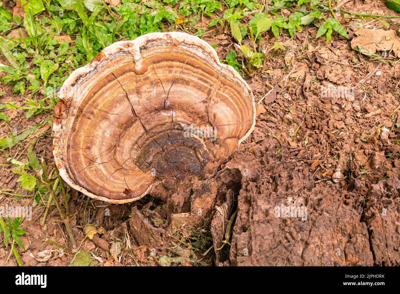 Large natural wild mushroom growing on a dead tree stump in a forest ...