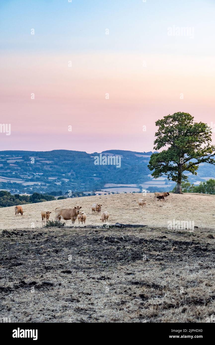 UK, England, Devonshire, Teign Valley. Summer 2022, August. The pasture ...