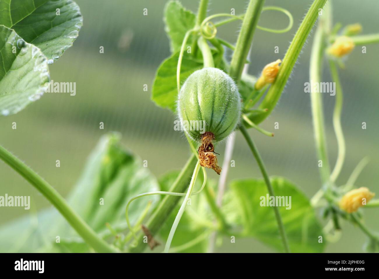 Fresh melons or cantaloupe plants grow in greenhouses without toxins ...