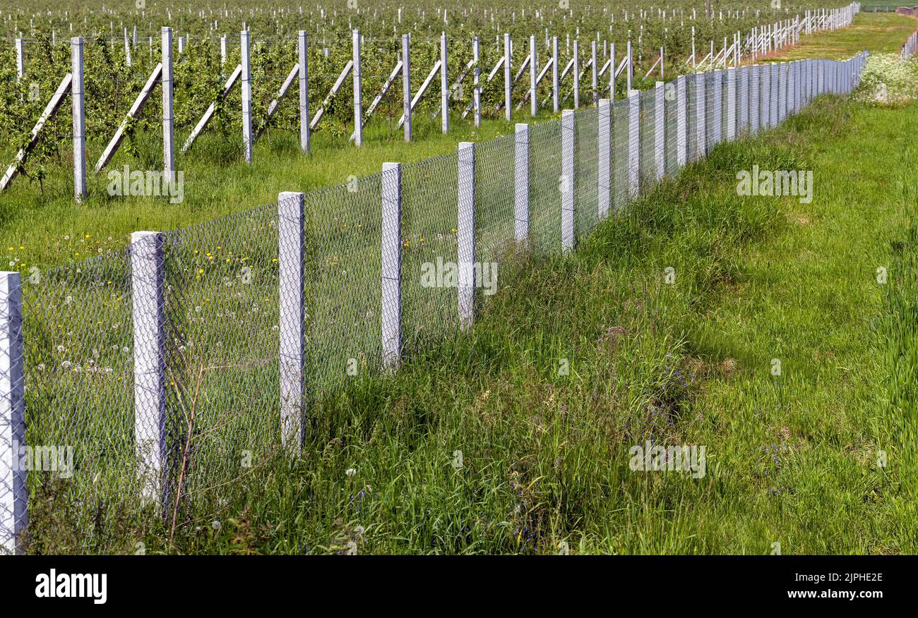Young apple seedlings in an orchard, industrial apple cultivation in ...