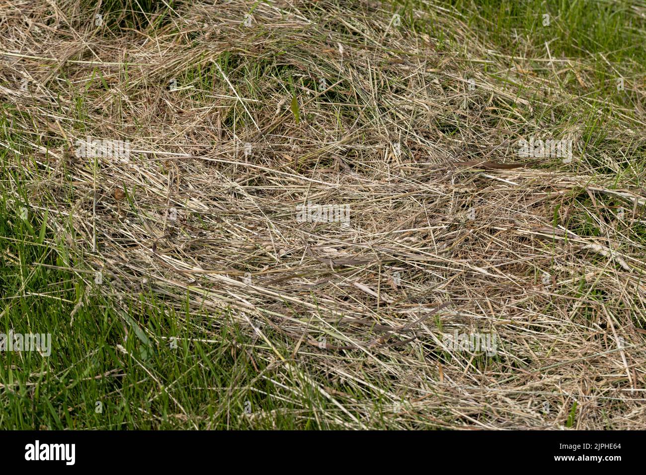 Drying of grass for obtaining and storing hay , making hay for feeding ...