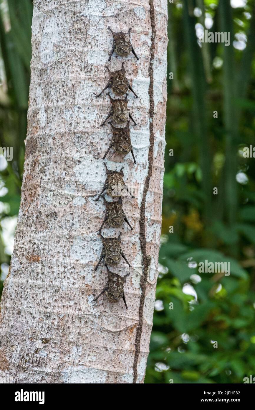A vertical closeup of bats clinging to a tree in tropical forest in ...