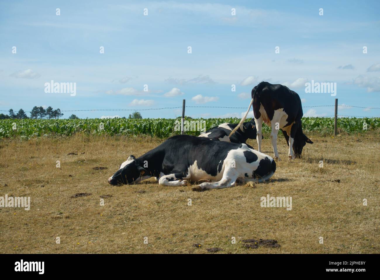 Normandy calf hi-res stock photography and images - Alamy