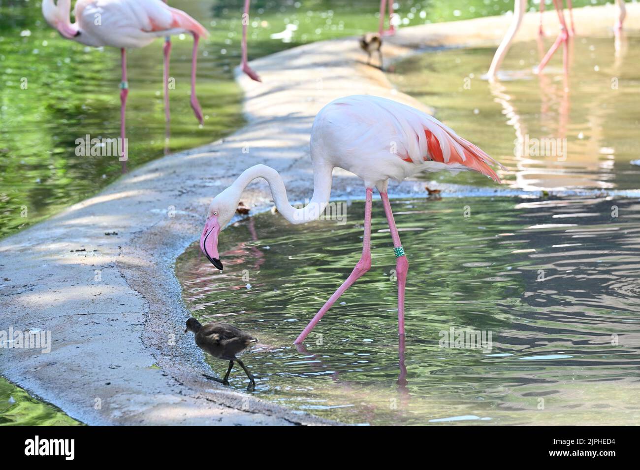 Flamingo phoenicopterus roseus in hi-res stock photography and images ...