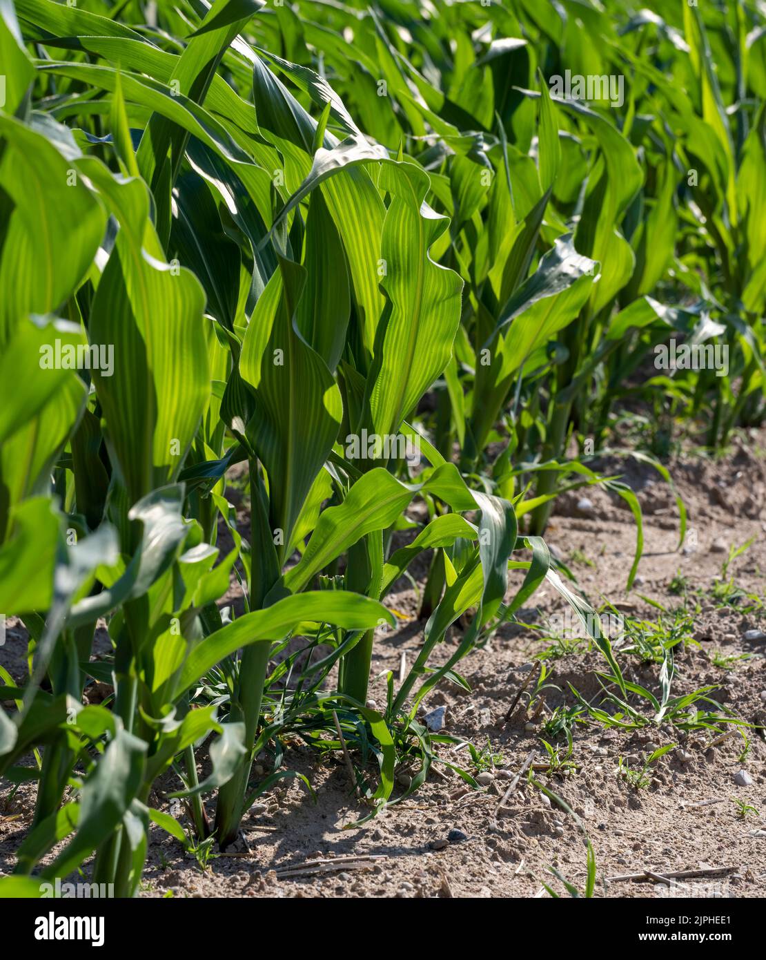 an agricultural field where young green corn grows, growing corn for ...