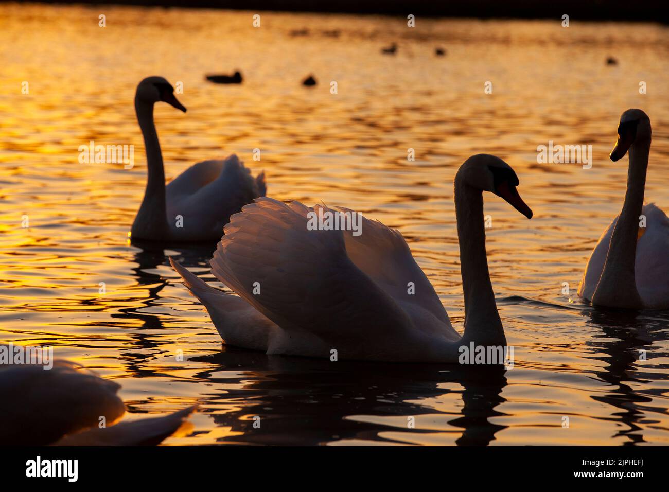White swans floating in the lake during sunset, beautiful golden sun ...