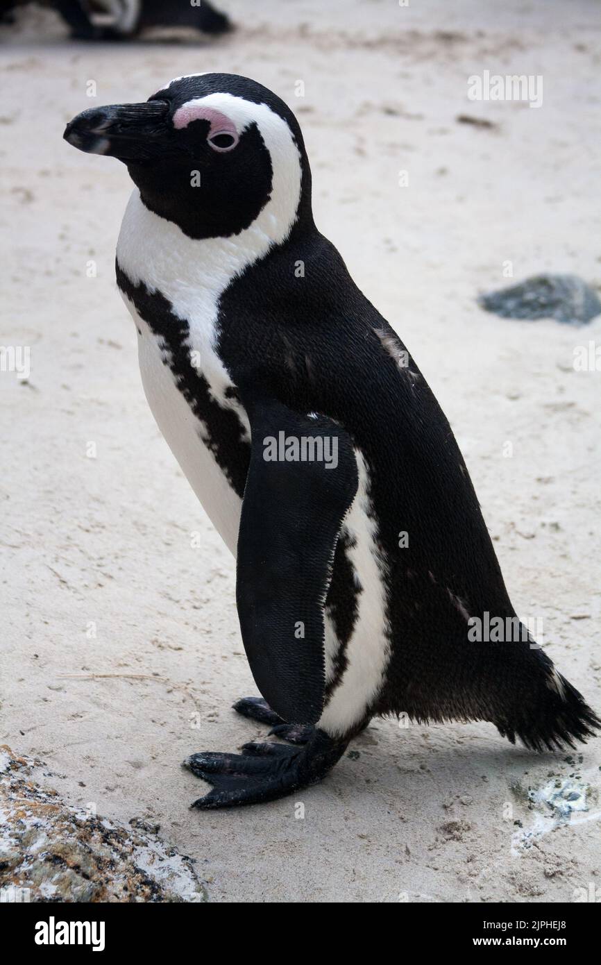 A vertical shot of an adorable penguin in a zoo Stock Photo - Alamy