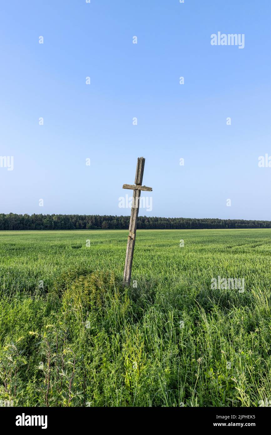 An old wooden cross in a field, a field with a grain harvest and a ...