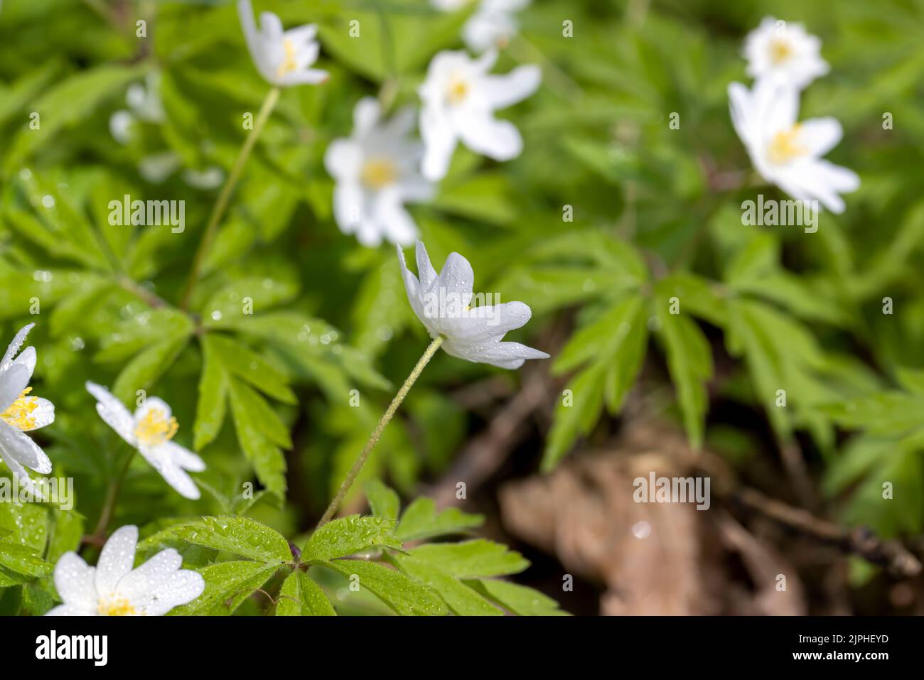beautiful spring anemones growing in the forest, beautiful flowers ...