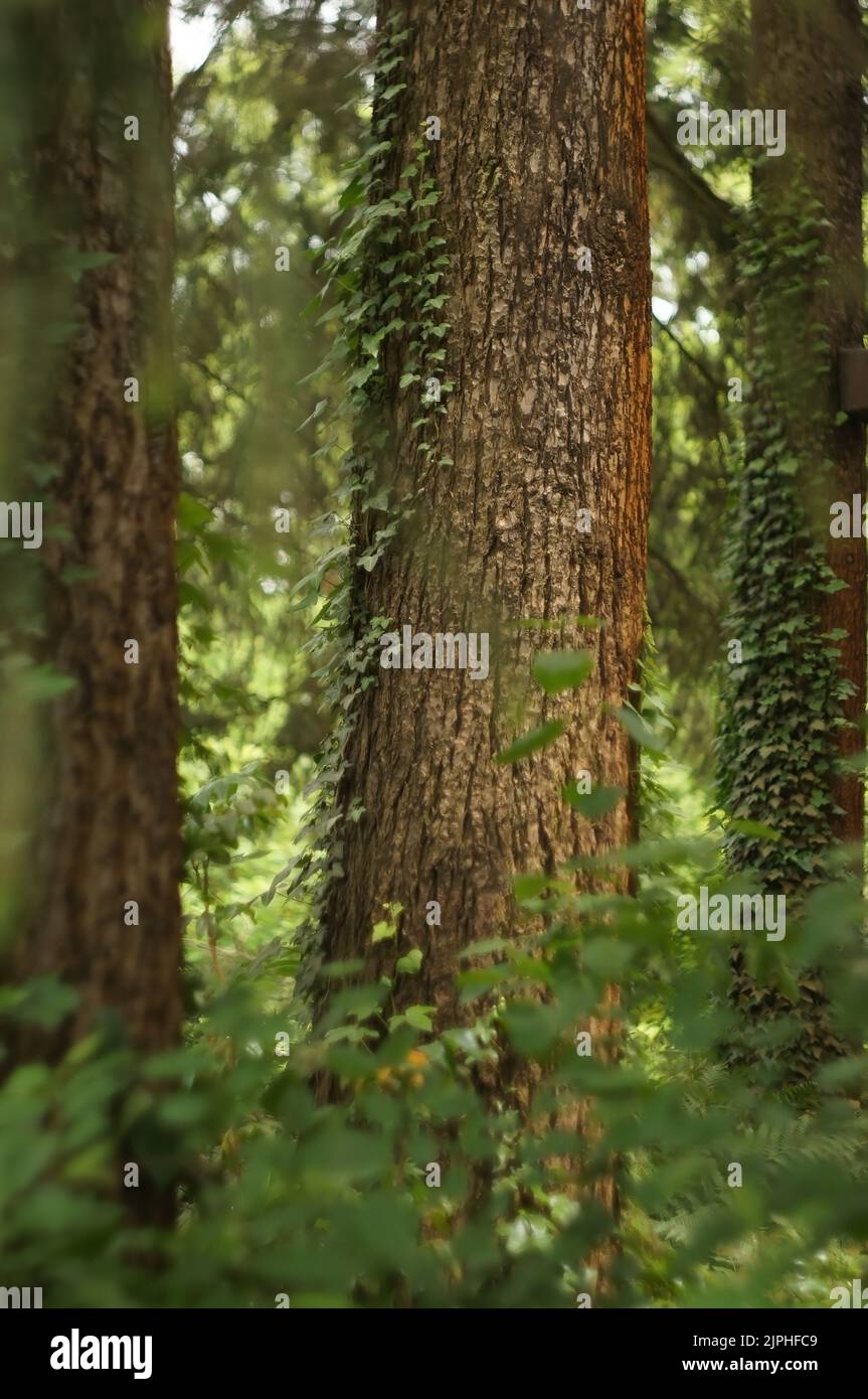 thick tree trunk, selective focus, climbing grass, blurred background ...