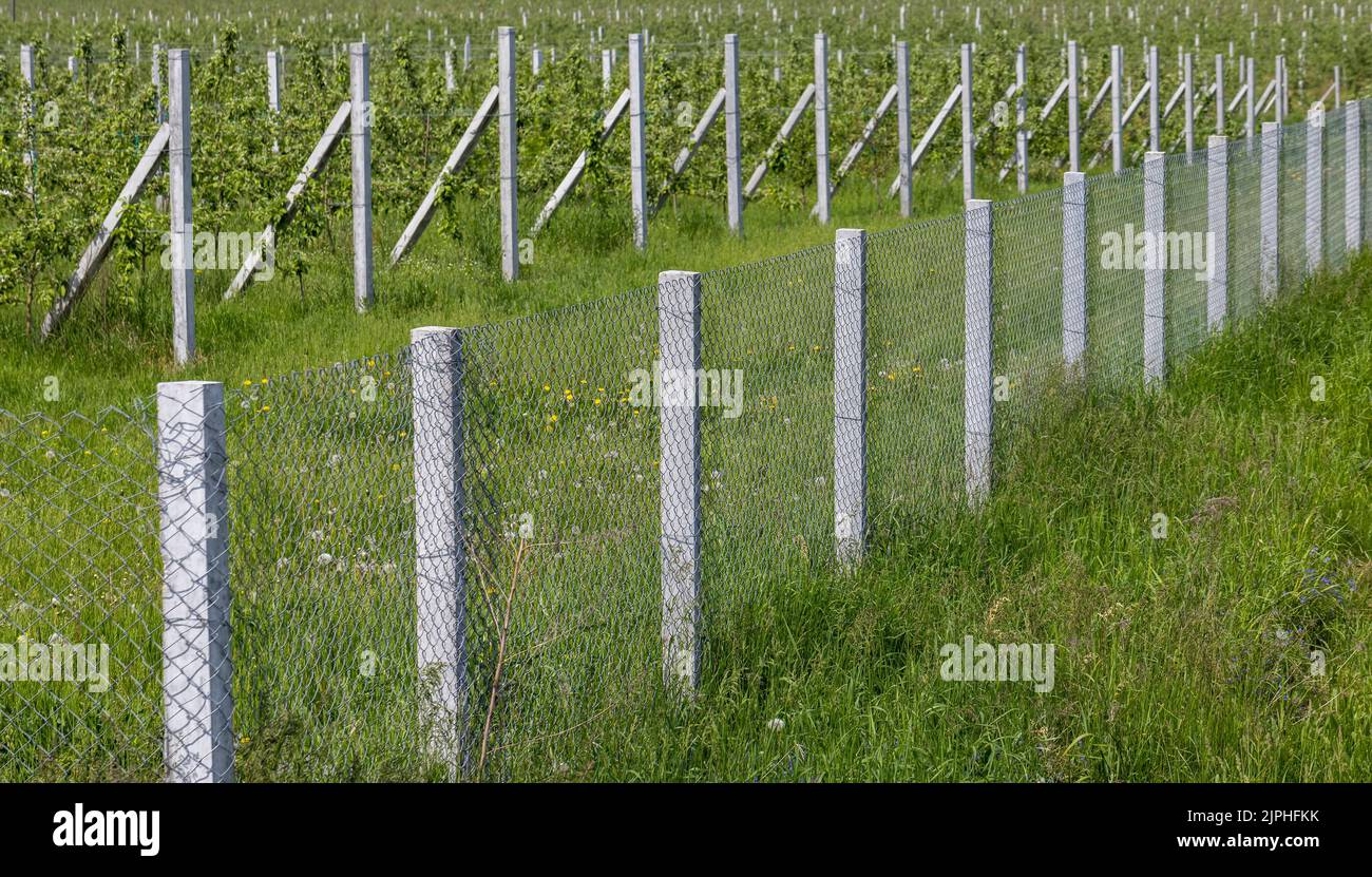 Young apple seedlings in an orchard, industrial apple cultivation in ...