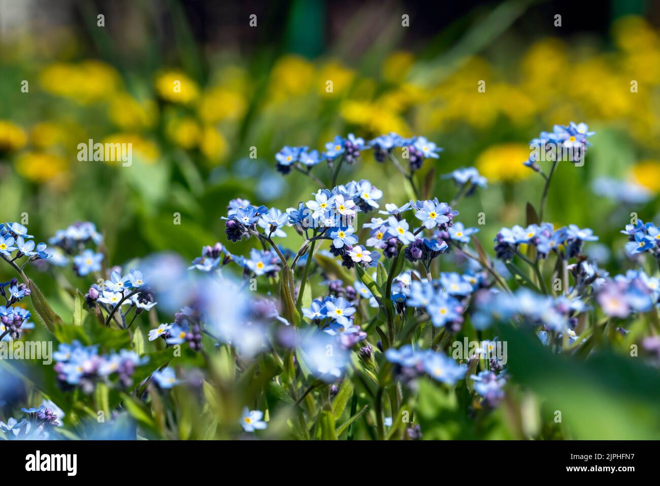 beautiful blue flowers in the spring season, growing in a clearing ...