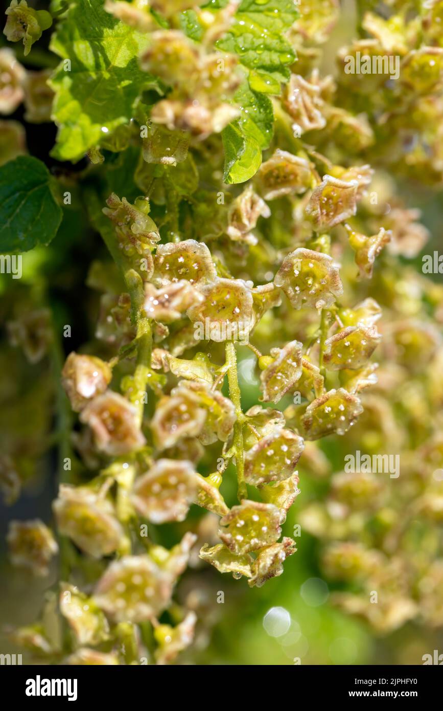 Young inflorescence of currant flowers in spring, simple currant ...
