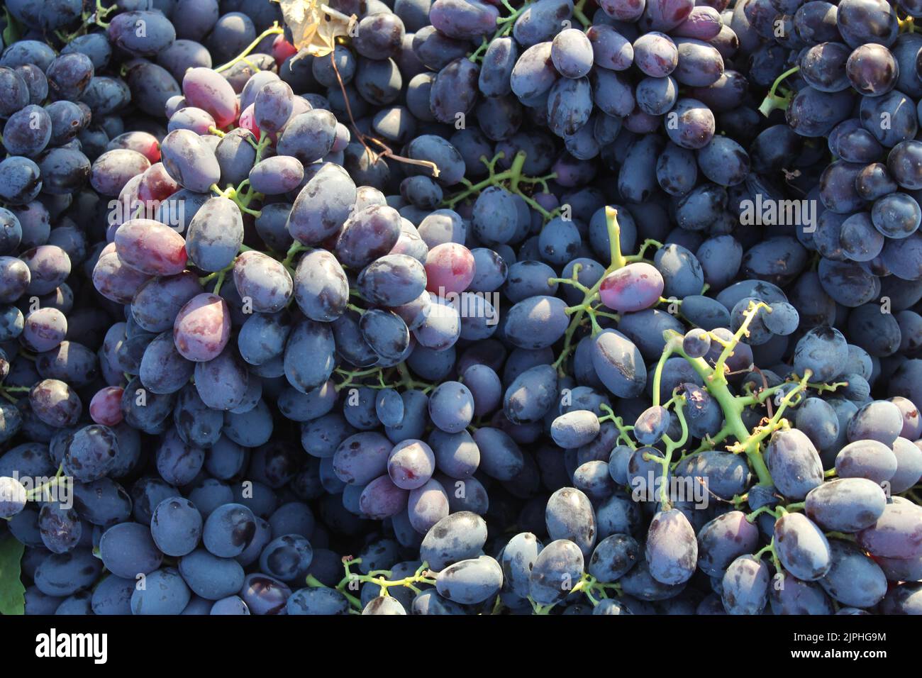 Black grape hi-res stock photography and images - Alamy