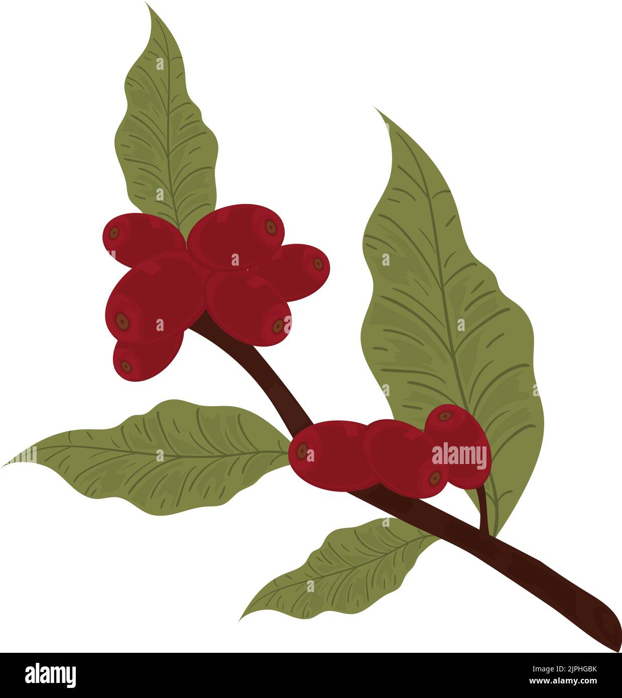 coffee branch tree Stock Vector Image & Art - Alamy