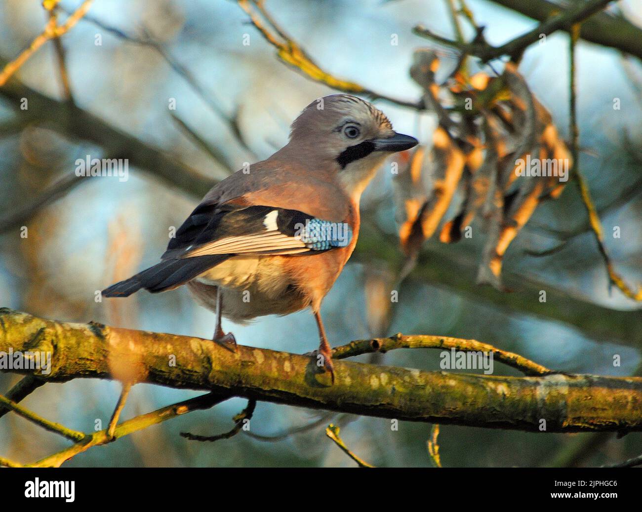 JAY, CASTLE SHORE PARK, PORTCHESTER, HANTS PIC MIKE WALKER 2011 Stock ...