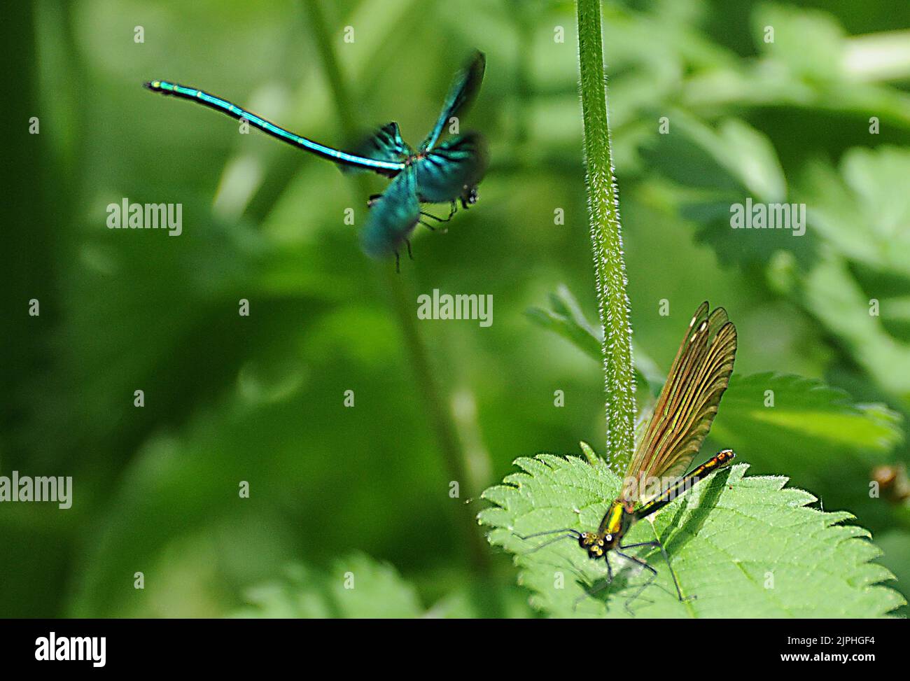 DAMSEL FLIES MATING, WICKHAM, HAMPSHIRE PIC MIKE WALKER, MIKE WALKER ...