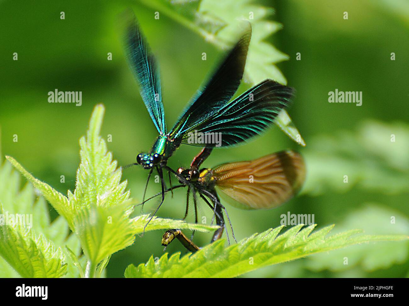DAMSEL FLIES MATING, WICKHAM, HAMPSHIRE PIC MIKE WALKER, MIKE WALKER ...