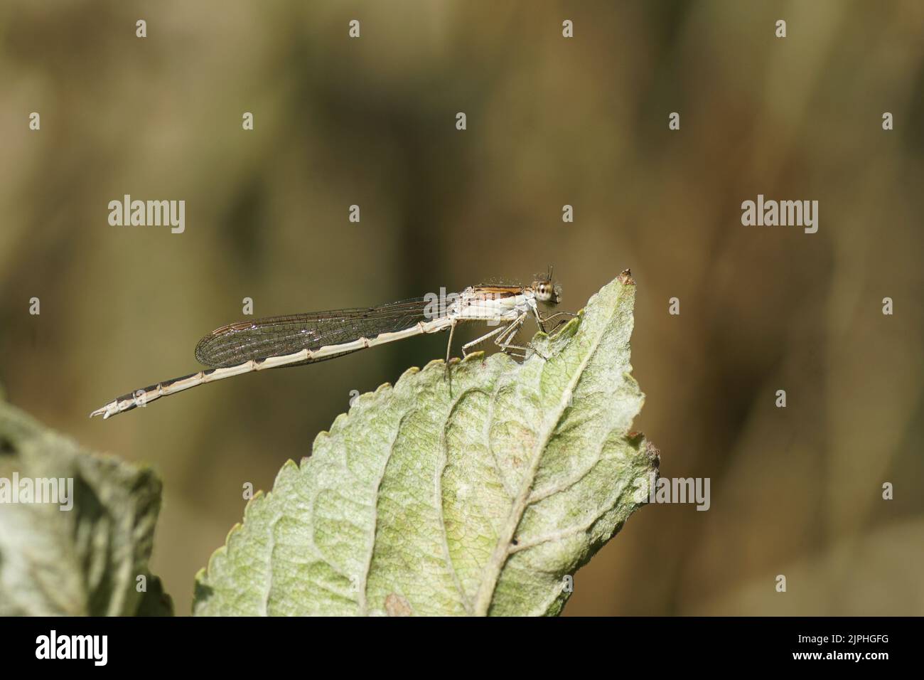 Common Winter Damselfly (Sympecma fusca). Family spreadwings (Lestidae ...