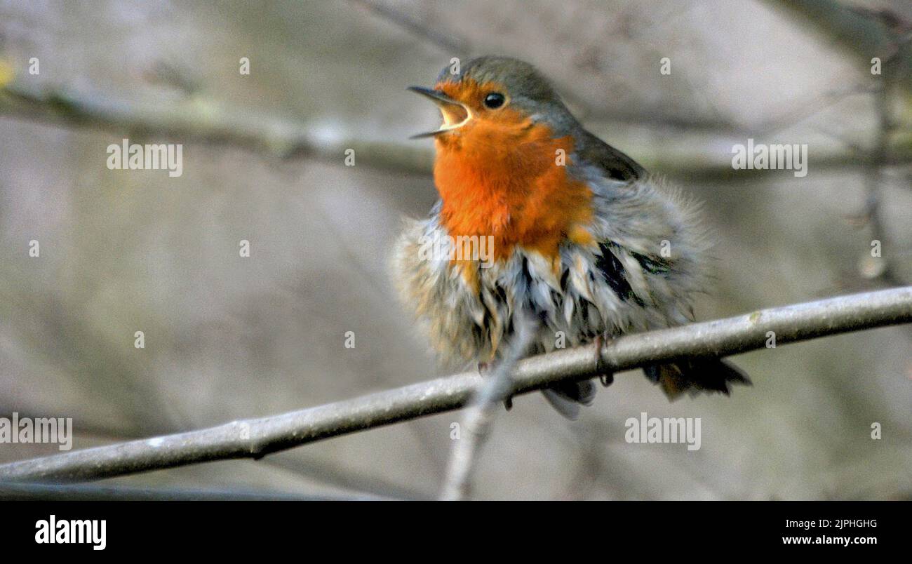 SCRUFFY ROBIN SINGING, CASTLE SHORE PARK, PORTCHESTER, HANTS PIC MIKE ...