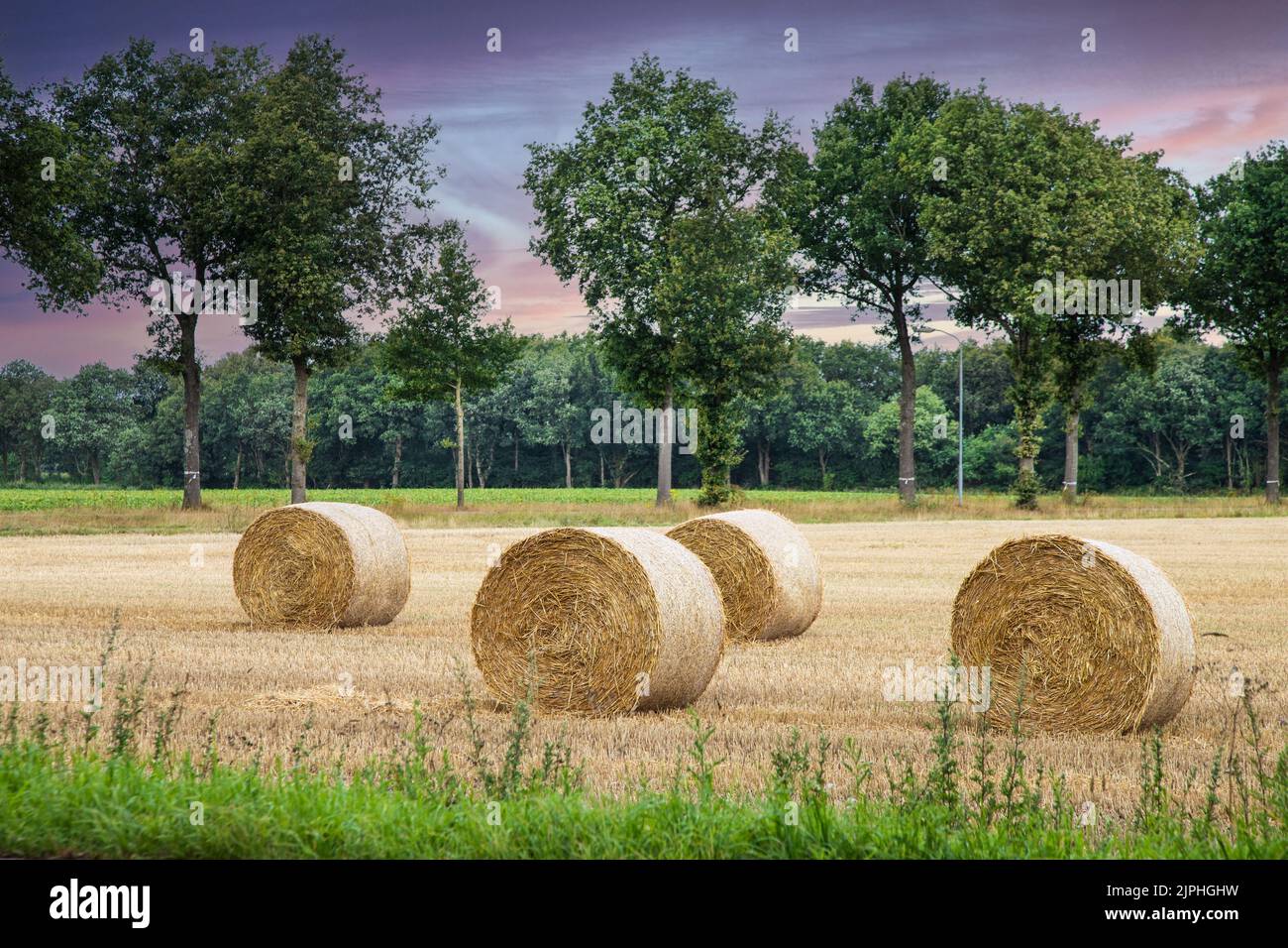 Landscape with rolls of pressed yellow straw left over after cutting ...