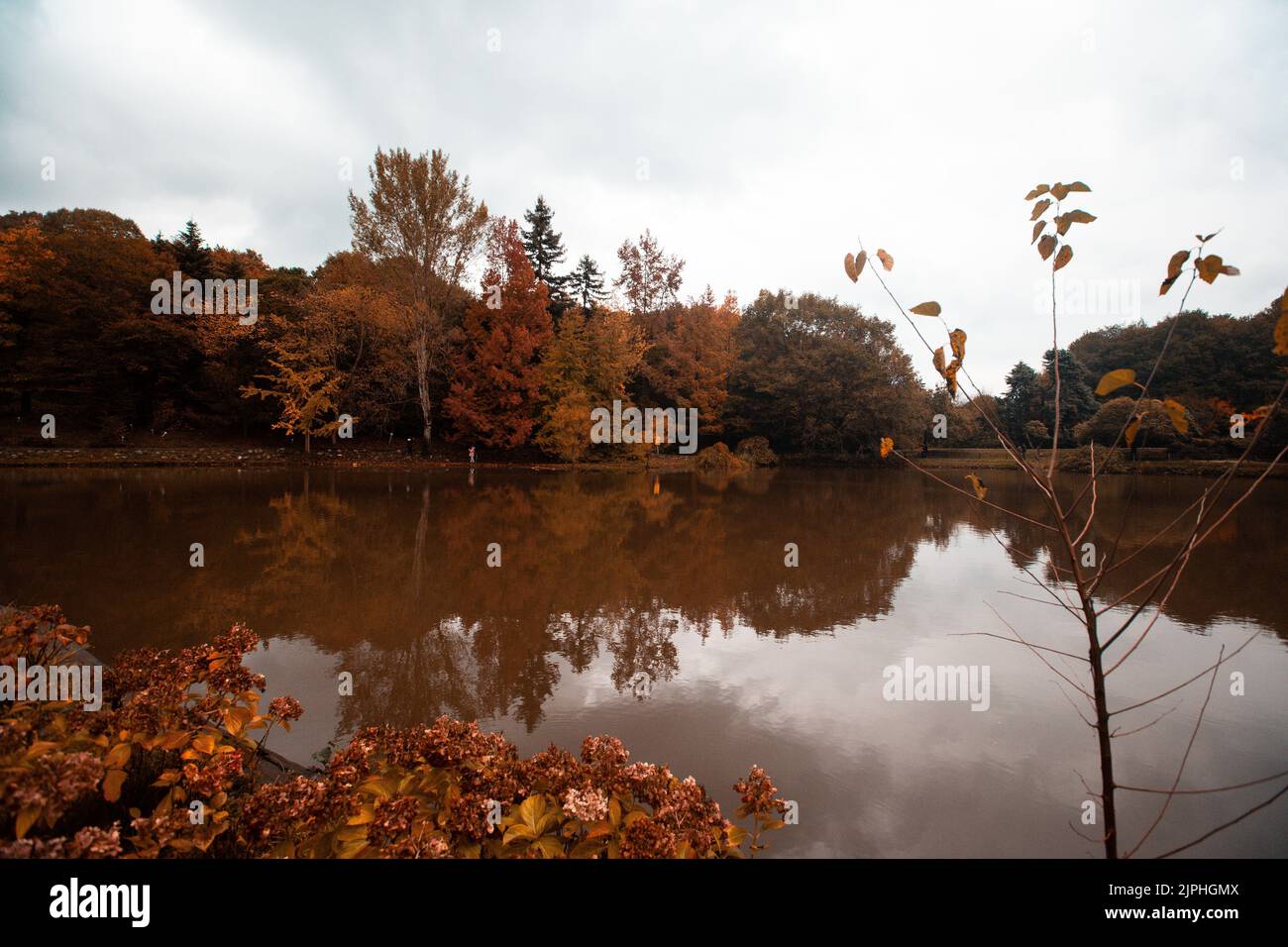 The shallow pond surrounded by colorful autumn trees in a botanical ...
