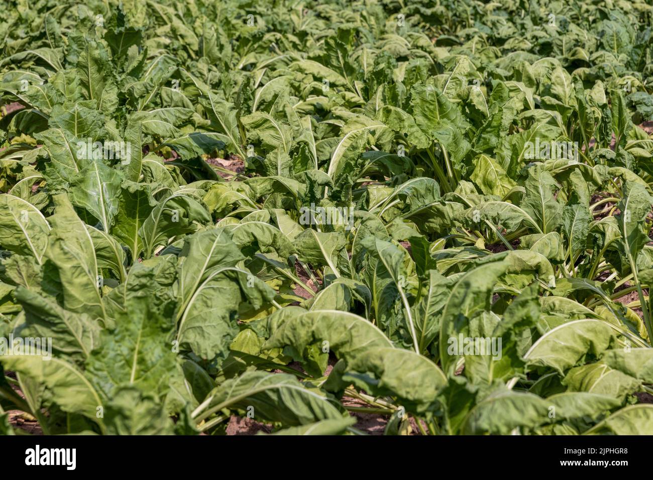 an agricultural field where sugar beet grows, growing beets that wither ...