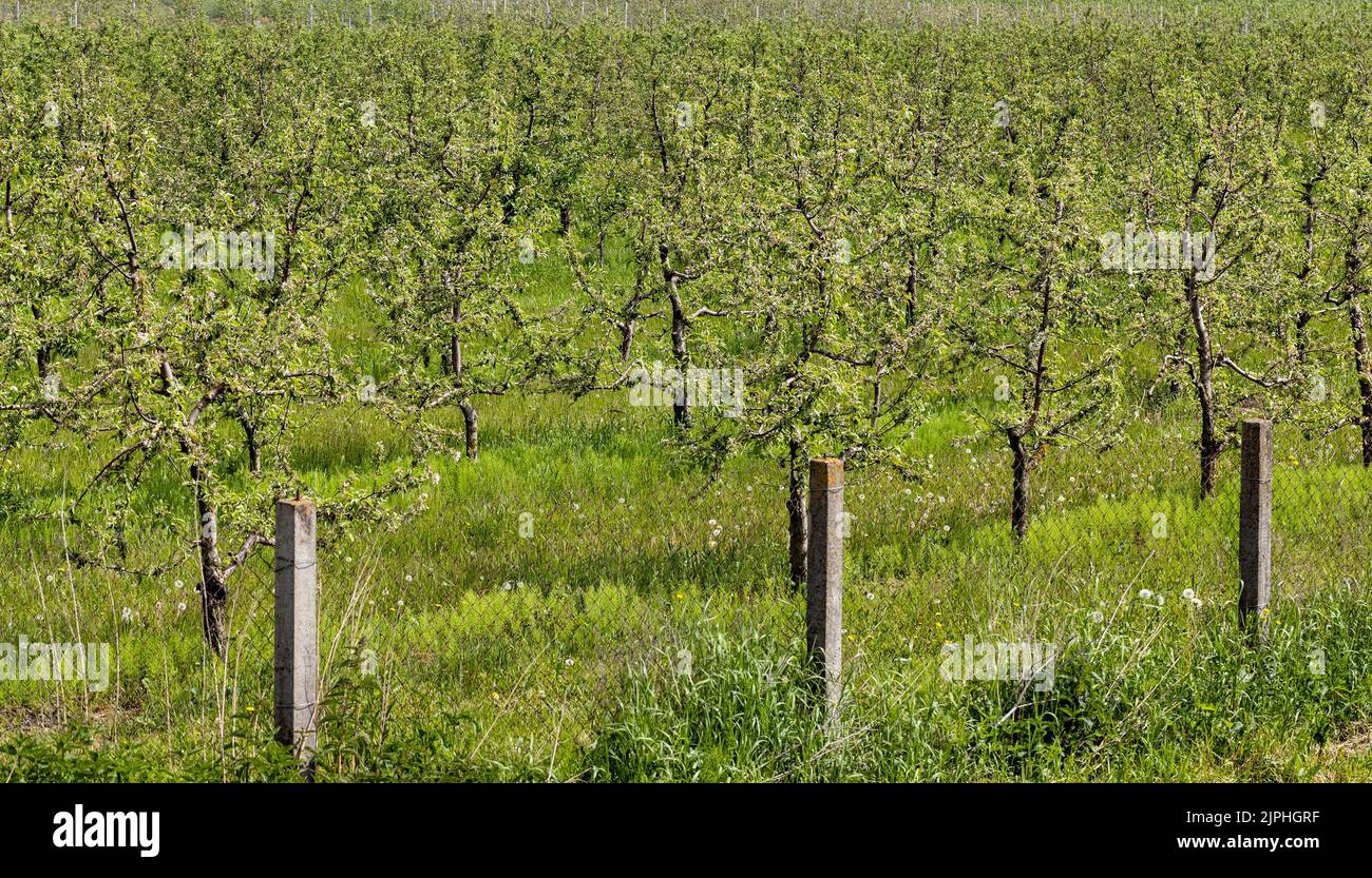 Young apple seedlings in an orchard, industrial apple cultivation in ...
