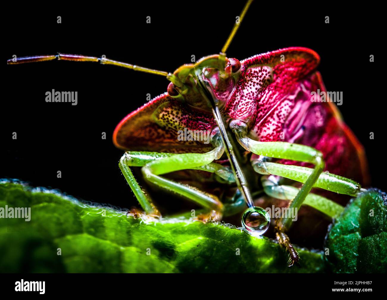 Bell bug hi-res stock photography and images - Alamy