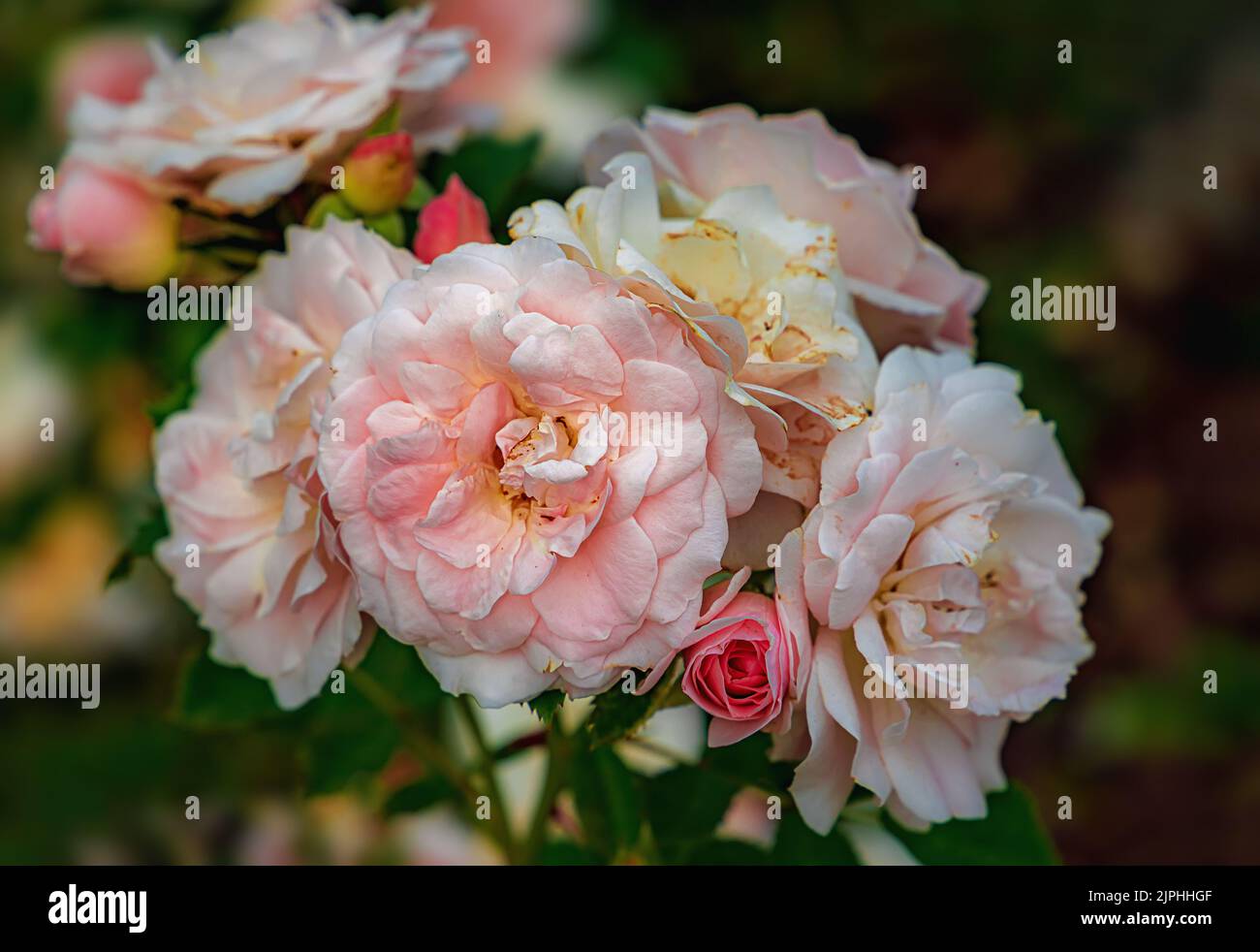 Lush roses hi-res stock photography and images - Alamy