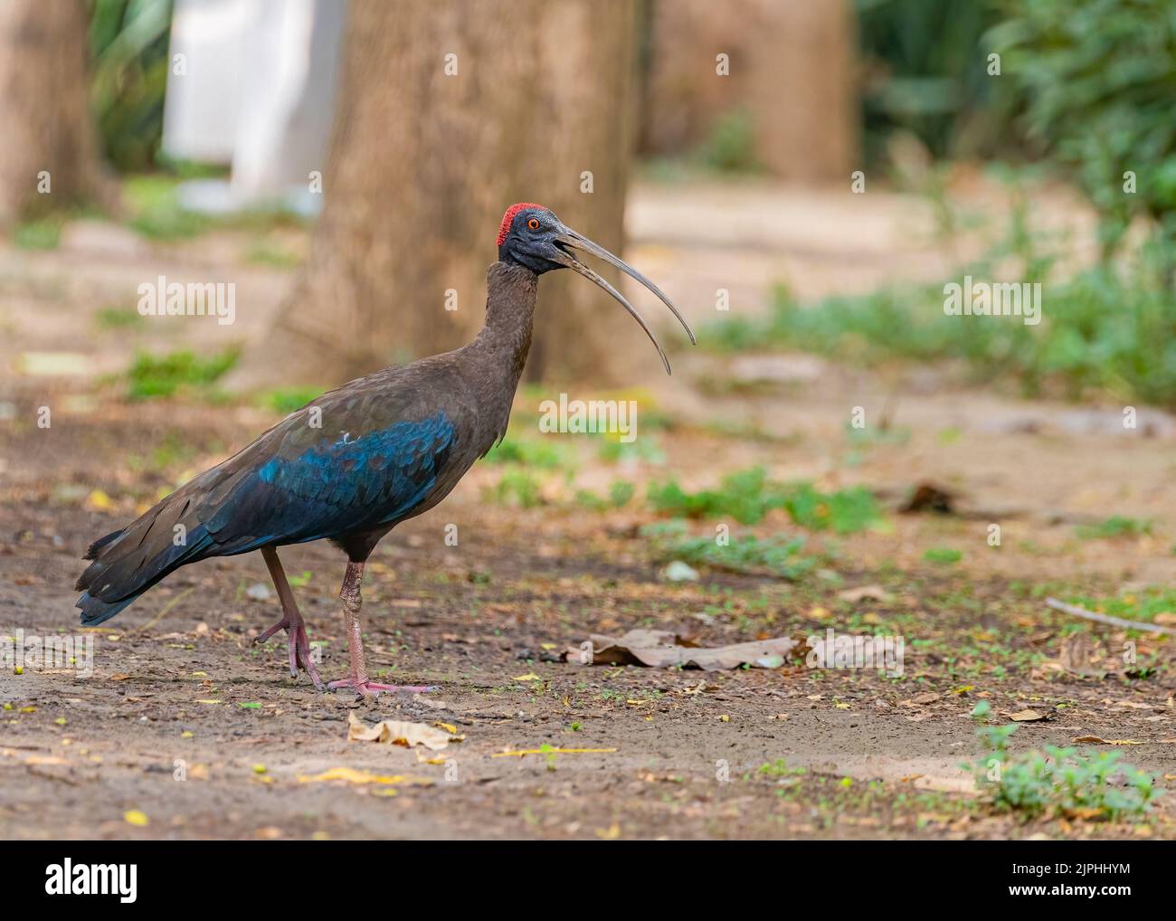 Calling while walking hi-res stock photography and images - Alamy