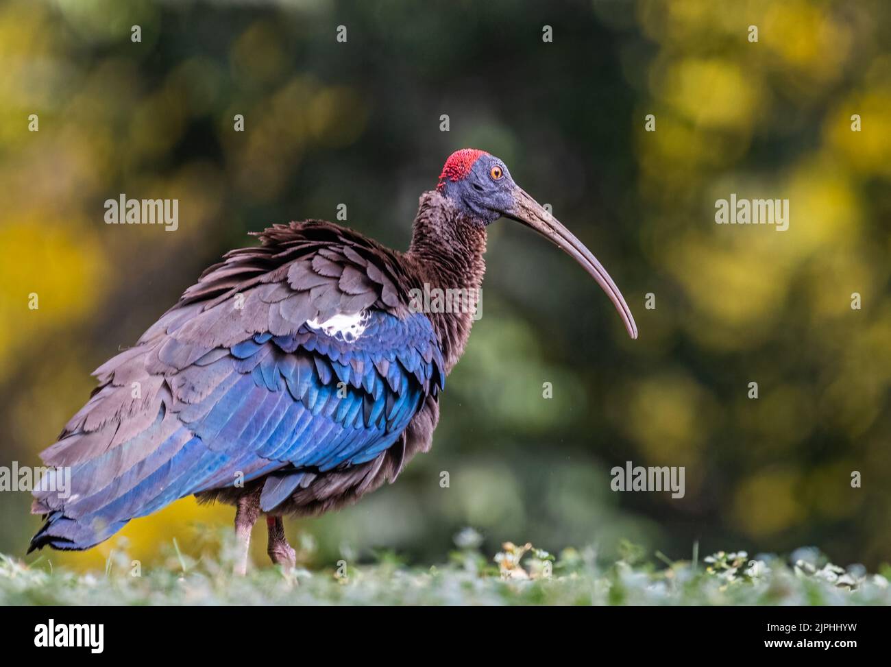 A Red Naped Ibis drying its feathers in garden Stock Photo - Alamy