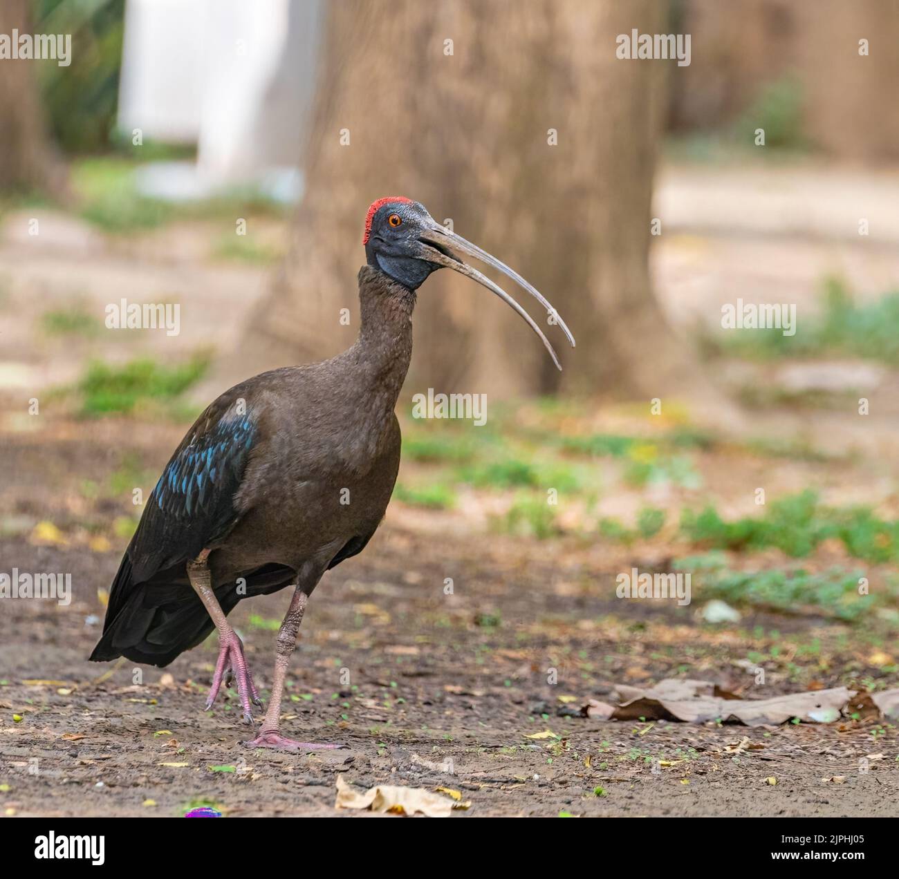 A Red Naped Ibis on ground making call Stock Photo - Alamy