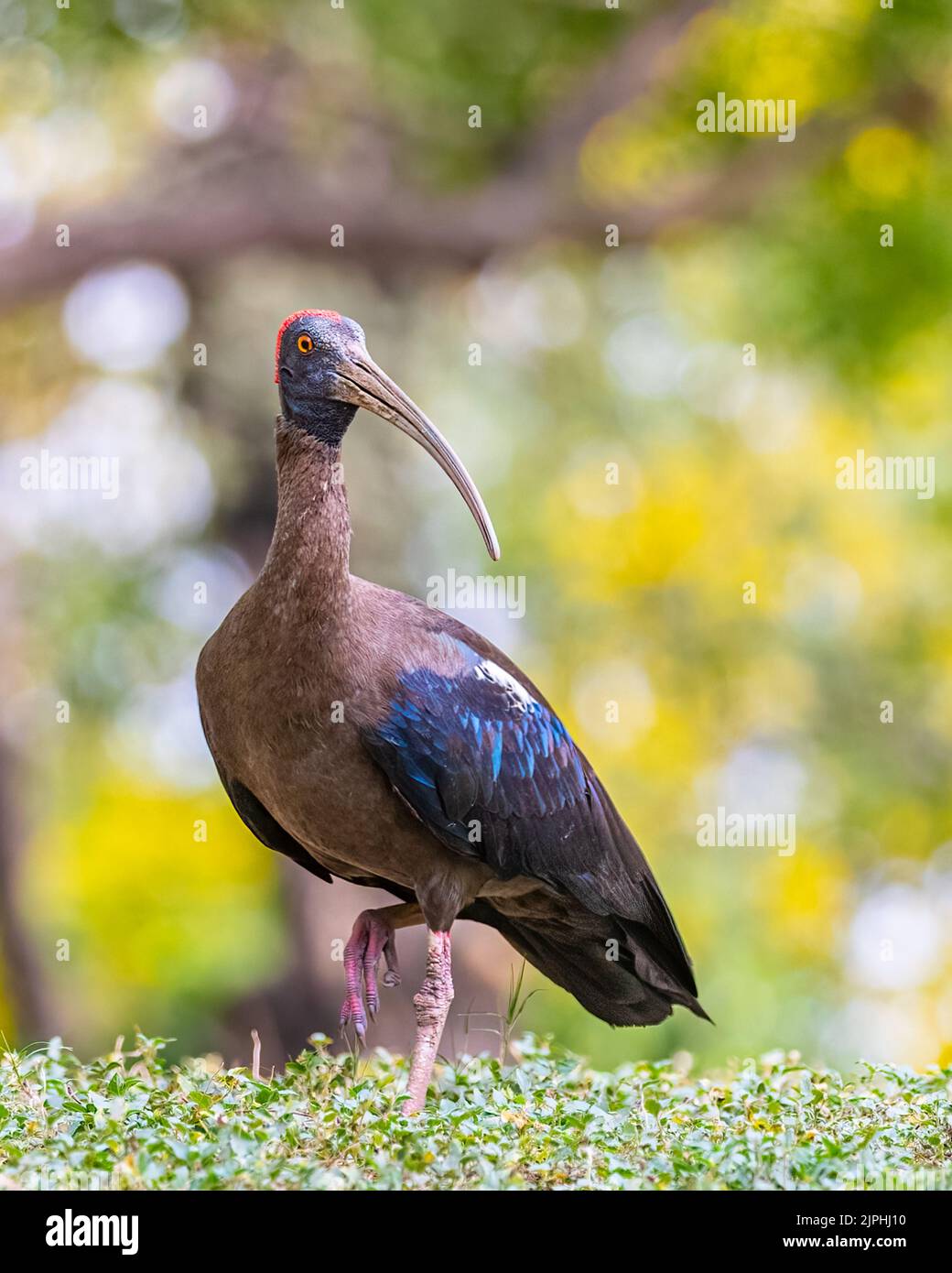 Safari style garden hi-res stock photography and images - Alamy